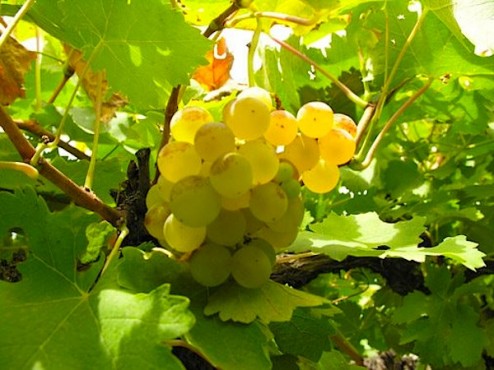 3 vinhos da uva torrontés que você precisa conhecer - Diário de Baco